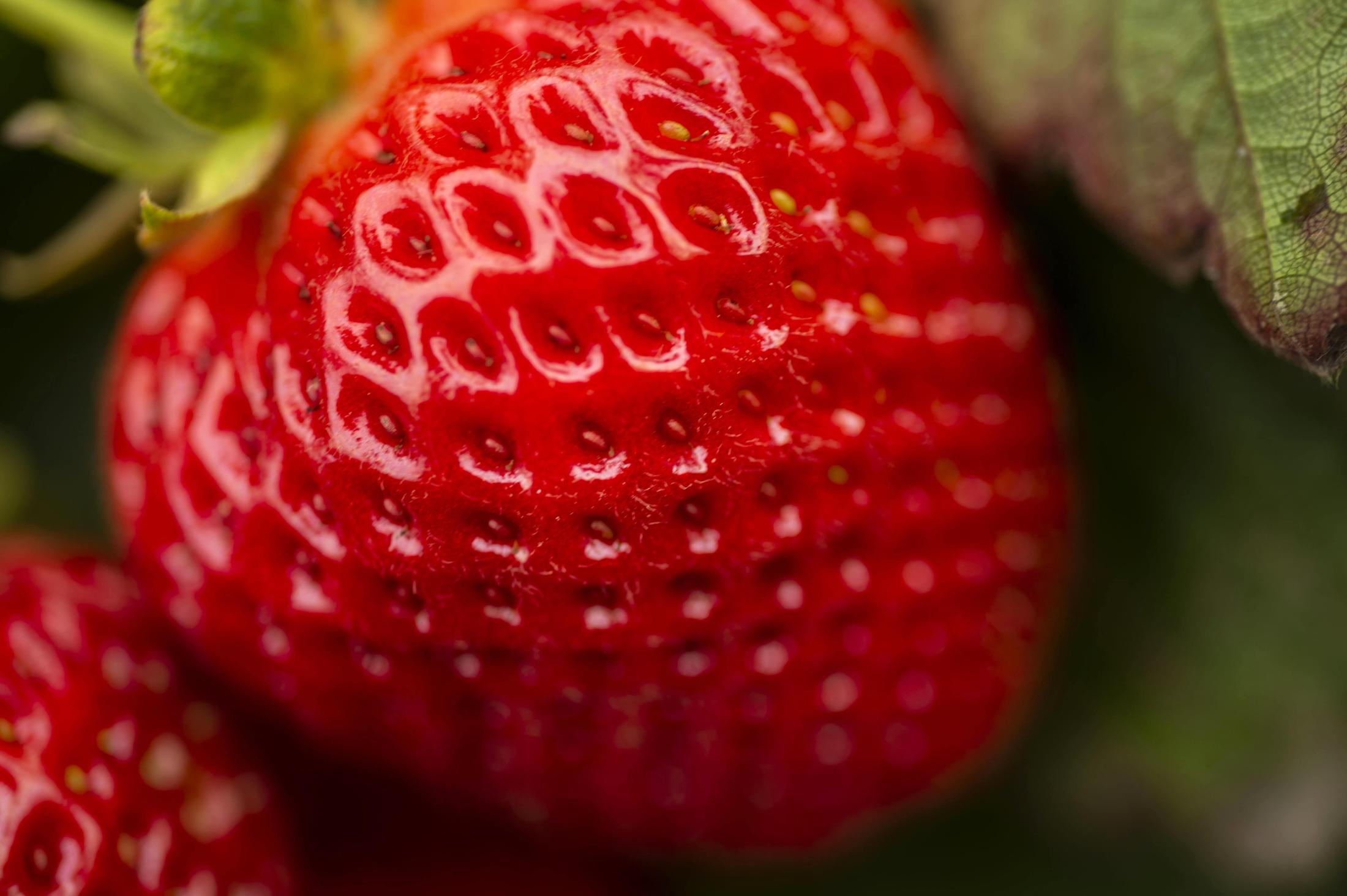 Released Varieties | Strawberry Breeding Program