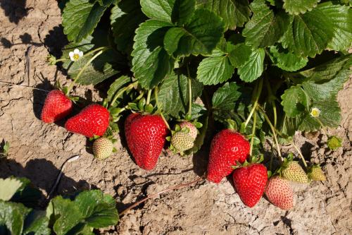 Breeding | Strawberry Breeding Program